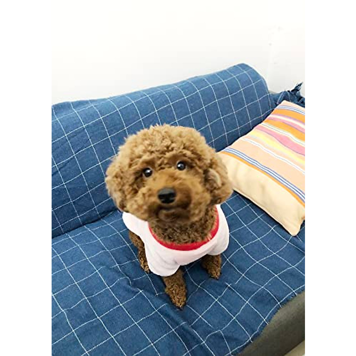 Puppy Dog Clothes Winter Plus Flannel Velvet Pet Cat Cute Fruit Fleece Teddy Bichon Pomeranian Small Dog to Keep Warm 4 Pieces (Medium)