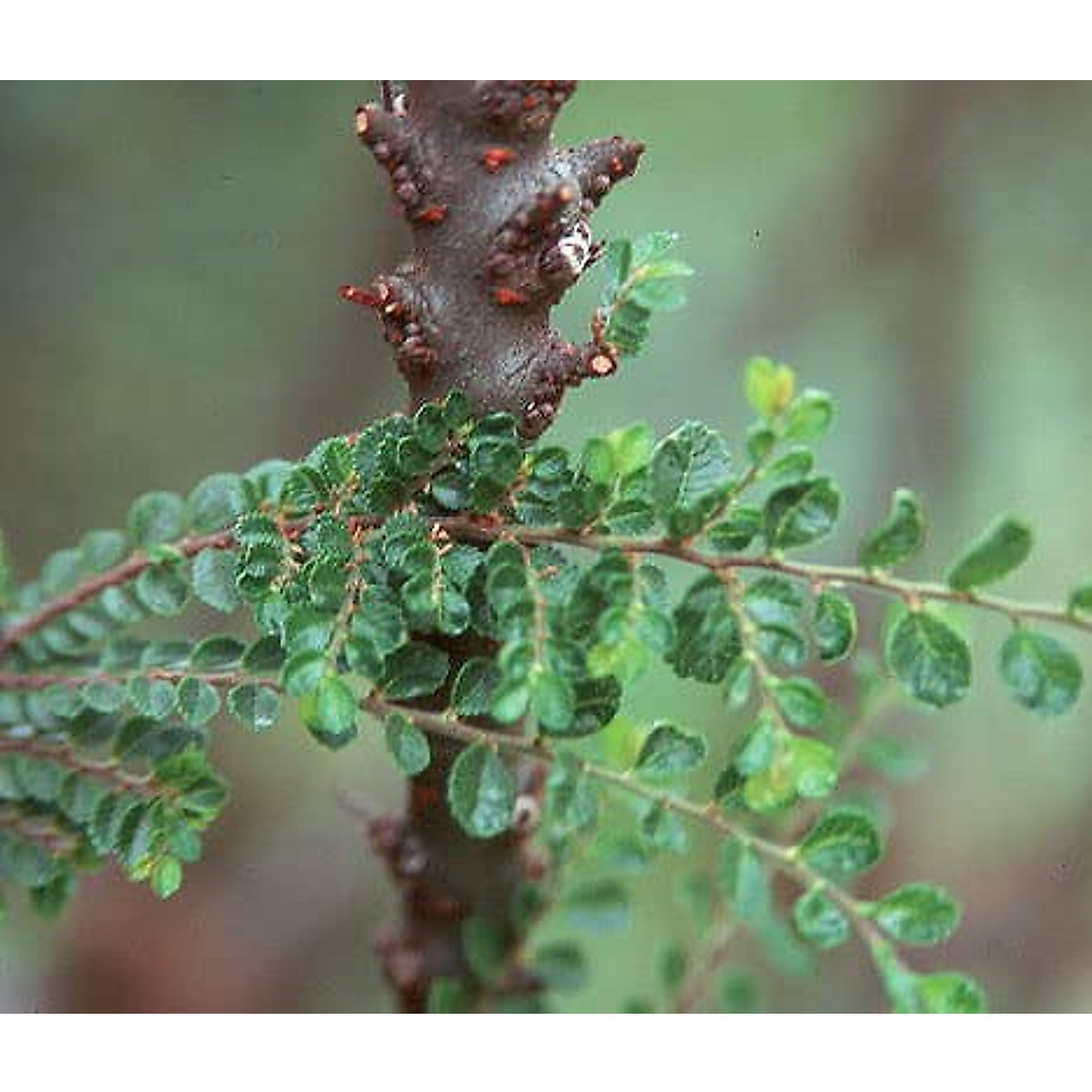 Seiju Dwarf Chinese Elm - Ulmus parvifolia - 2.5" Pot - Fairy Garden/Bonsai