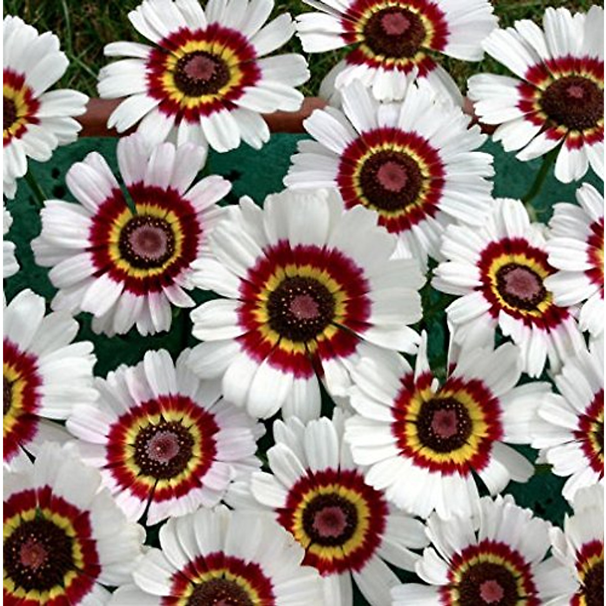 "Painted Daisy" Flower Seeds for Planting, 500+ Flower Seeds Per Packet, (Isla's Garden Seeds), Non GMO & Heirloom Seeds, Scientific Name: Chrysanthemum Carinatum