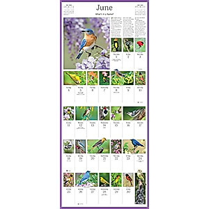 Audubon Songbirds and Other Backyard Birds Picture-A-Day Wall Calendar 2023: A Beautiful Bird Filled Way to Keep Track of 2023