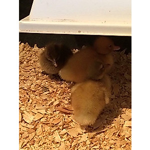 SWEETER HEATER Infrared Heater for Chicks & Pets, Side Mount 11x16, 50 Watt