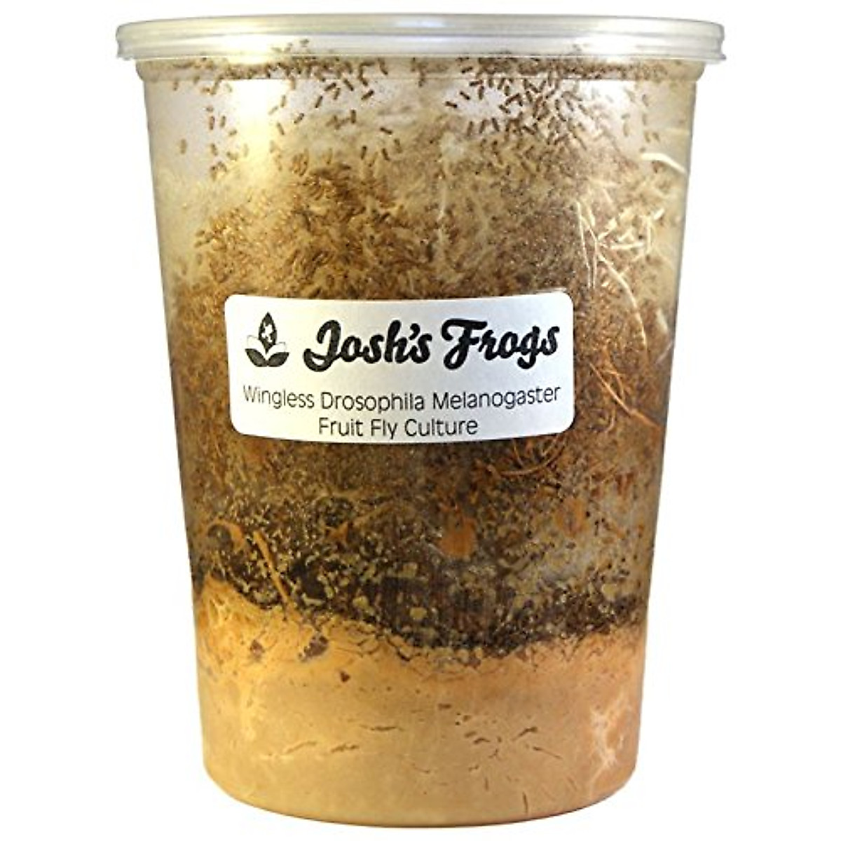 Josh's Frogs Producing Wingless Drosophila Melanogaster Fruit Fly Culture