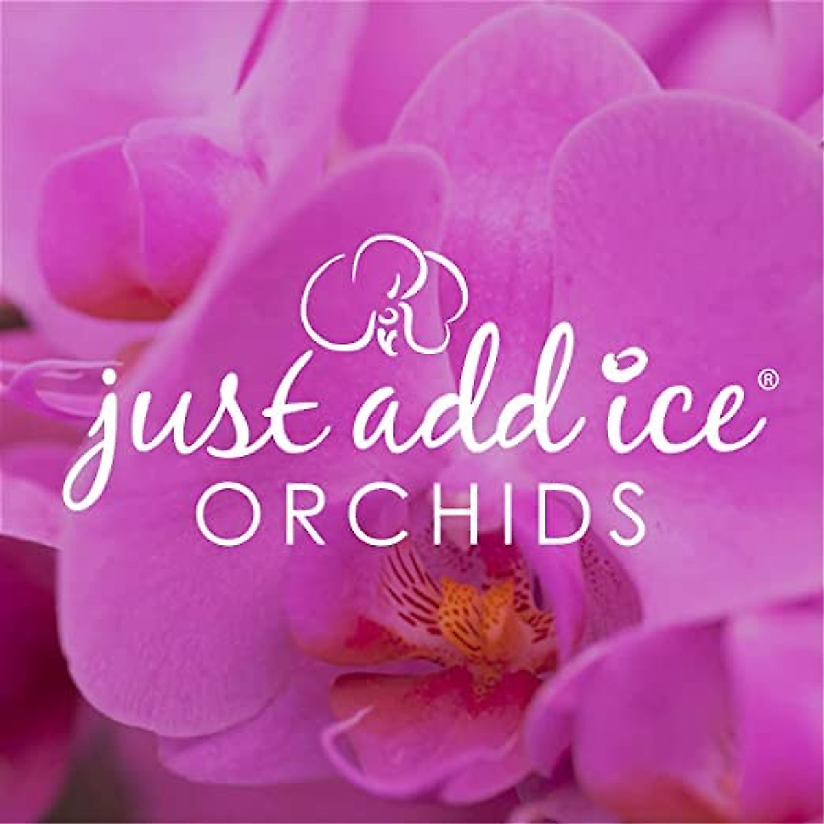 Just Add Ice JA5185 White Orchid in Matte Pink Pottery - Live Indoor Plant, Long-Lasting Flowers, Pink Décor, Easy Care, Gift for Mother's Day, Anniversay, Valentine's Day - 5" Diameter, 25" Tall