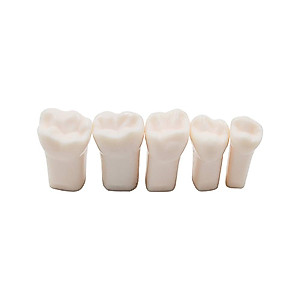 Typodont Teeth Model, with Removable Teeth, Compatible with Kilgore Nissin + 5 Sets of 28pcs Teeth Piece for Teaching, Study