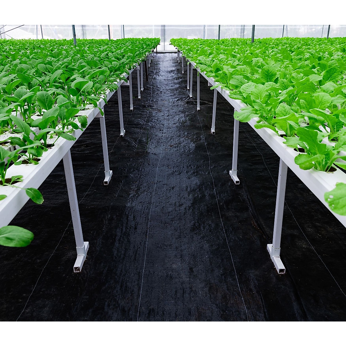 Premium 5oz Pro Garden Weed Barrier Landscape Fabric by ECOgardener - Durable & Heavy-Duty Weed Block Gardening Mat, Easy Setup & Superior Weed Control, Eco-Friendly & Convenient Design, 4ft x 50ft