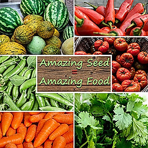 Giant Nobel Spinach Seeds - 1 Lb Seed Pouch - Heirloom, Non-GMO Gardening Seed - Slow Bolt Garden Spinach - Microgreens Seed