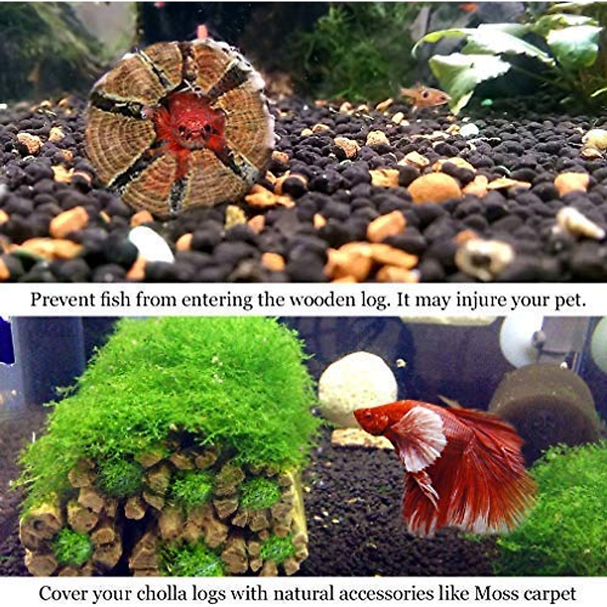SunGrow Cholla Wood for Betta Fish, 5-Inches Long, Encourage Exercise, Create Basking Spot for Tropical Fish, Creative Addition to Home Crafts, Great Accent Piece, 3-Pcs
