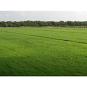 Maya Blackjack II Bermuda Grass Seed (5 Lbs.)