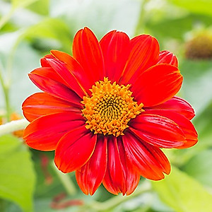 Outsidepride Tithonia Speciosa Red Mexican Sunflower Garden Cut Flowers - 2000 Seeds