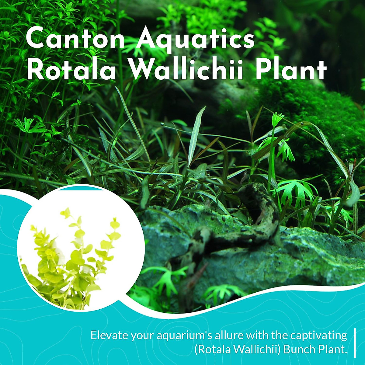 CANTON AQUATICS Live Aquarium Rotala Wallichii Plant - Highly Sought & Absorb Wastes - Easy to Maintain - Promote High Water Quality - Bunch 3-5 Stems