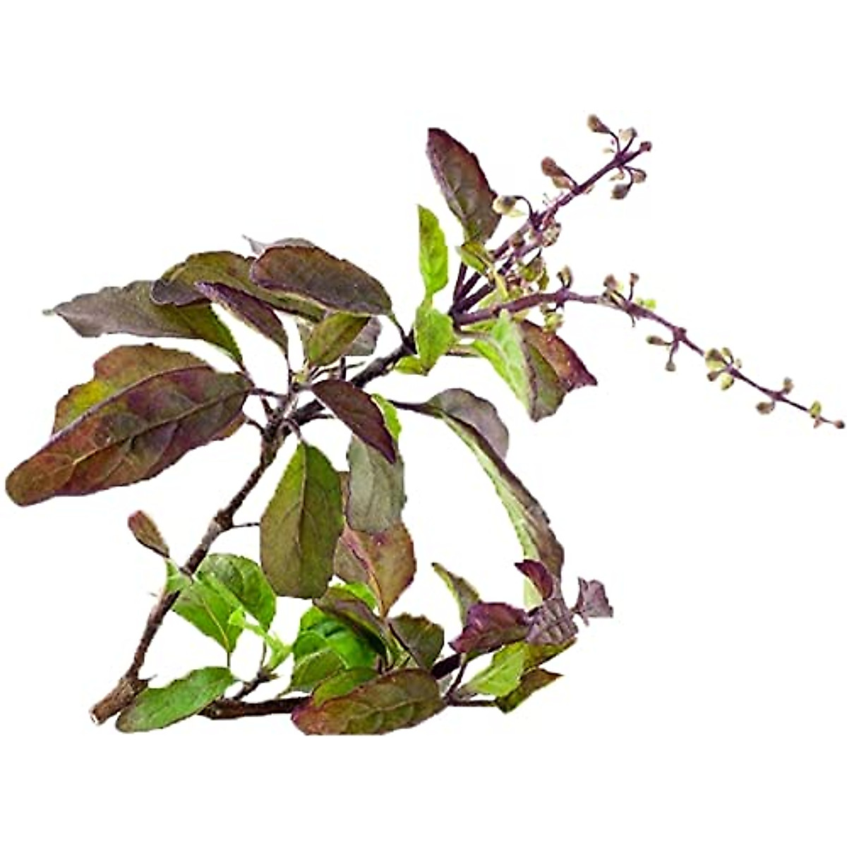 100+ Krishna Tulsi Holy Basil Seeds Red Leaf Indian Sacred Red Leaf Herb Tulasi Thulasi Shayam Heirloom Non-GMO Fragrant Grown in USA