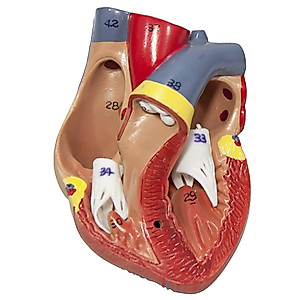 Axis Scientific Human Lung and Respiratory System Model | 3/4 Life Size Model has 7 Removable Parts | Includes 2 Part Heart and Detachable Larynx | Includes Product Manual