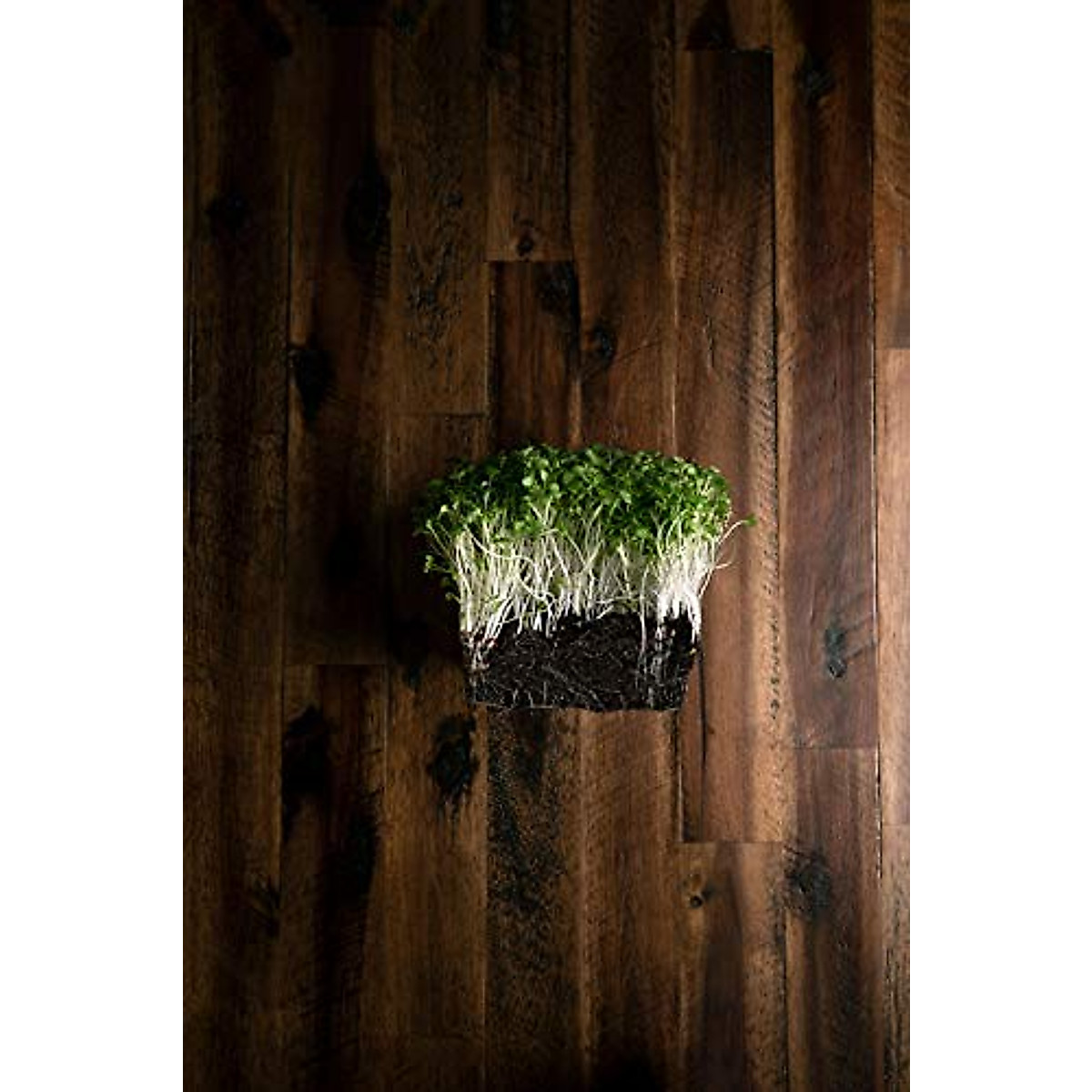 Arugula Microgreen Seeds Bulk 1 LB Resealable Bag | Spicy & Flavorful Greens | Non GMO Heirloom Seeds | Rocket Salad by Rainbow Heirloom Seed Co.