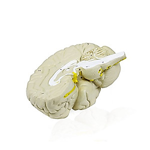 Walter Products B10401-3 Human Brain Model, Life Size, 3 Parts, 6 x 5 x 7.5 Inches