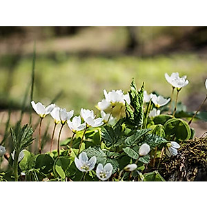 10000+ White Irish Moss Seeds for Planting, Non-GMO Moss Ground Cover Plant Creeping White Flower Green Carpet Clover Seed for Planting Garden Yard Lawn