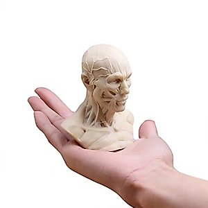 BoNew-Oral Human Model Anatomy Skull Head Muscle Bone Medical Art for The School