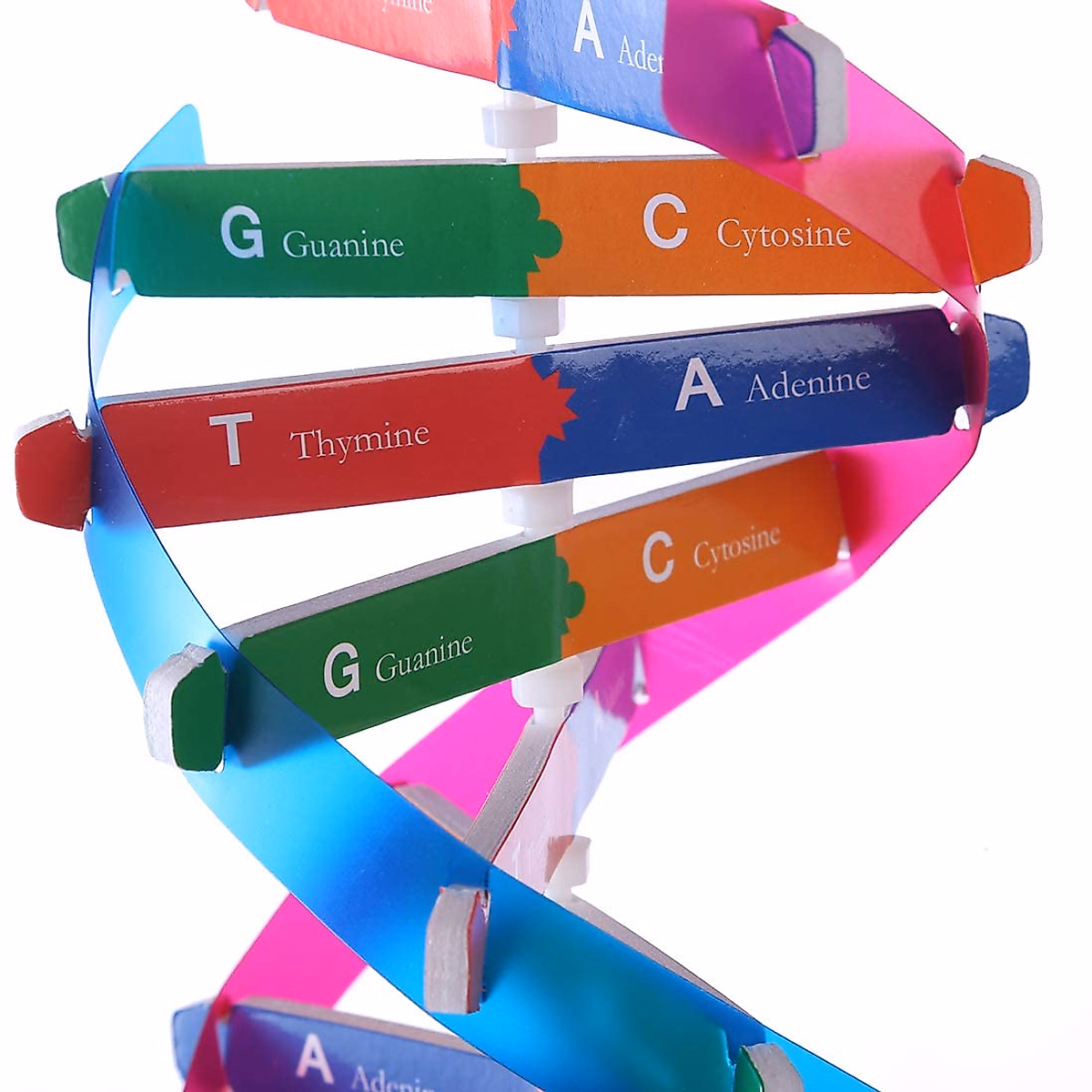 HMANE DNA Models Double Helix Model Components Science Educational Teaching Instrument Toy