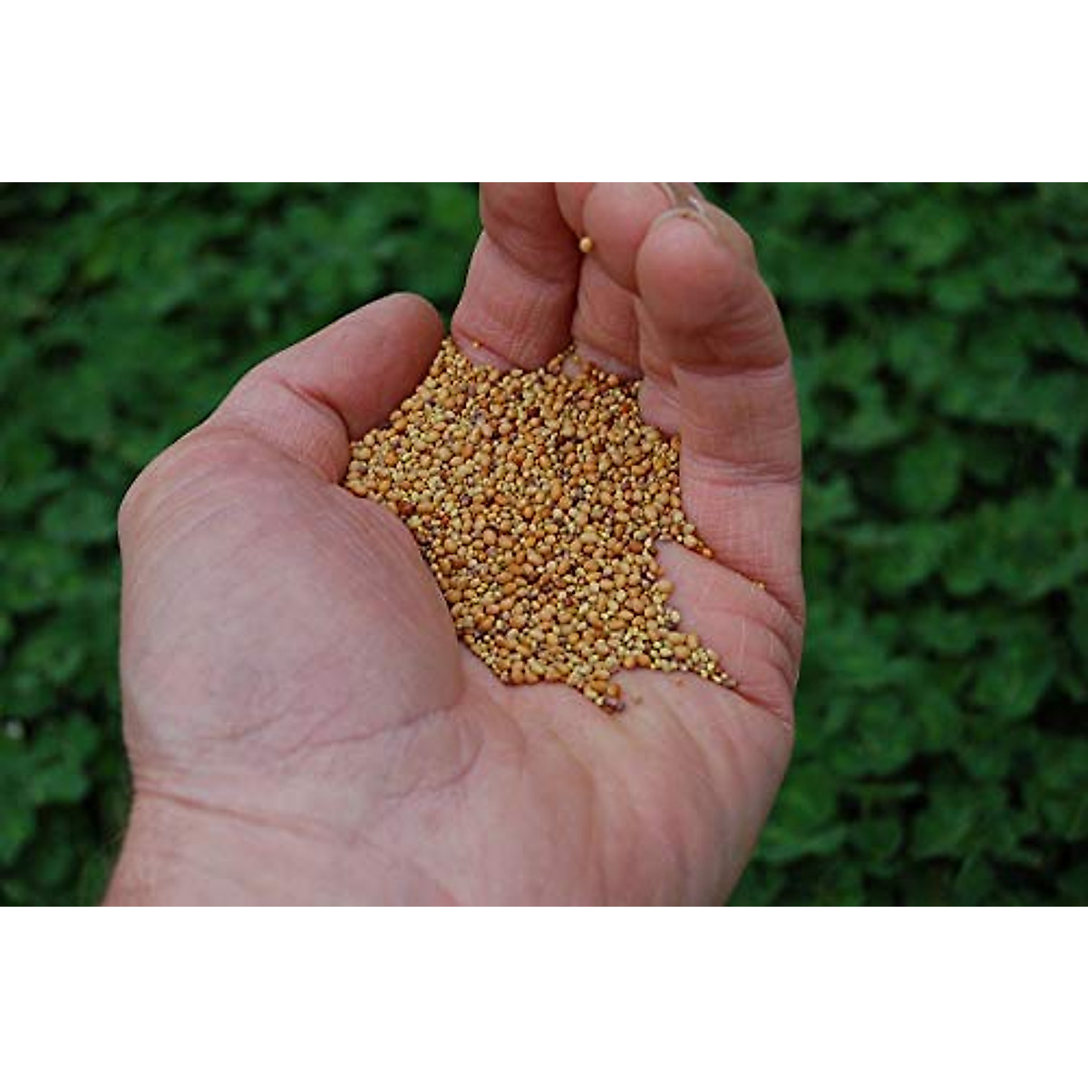 Tri-Clover by Eretz - Three Part Blend of Clovers Providing Beauty, Cover, and Natural Attractant. No Coatings or Fillers, Premium Seeds (5lb)