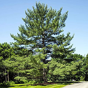 QAUZUY GARDEN 50 Seeds Northern Eastern White Pine Seeds, Soft Pine, Tree of Peace Seeds - Perennial Evergreen Tree - Excellent Windbreak Hedges & Good for Wildlife