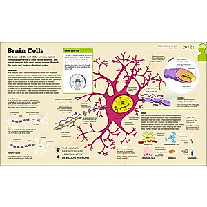 How the Brain Works: The Facts Visually Explained (DK How Stuff Works)