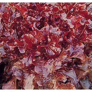 Outrageously Red Lettuce (3) for HydroGarden