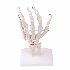Hand Joint Anatomical Model Skeleton Model Human Medical Anatomy Life Size Educational Hand Bone Mold Anatomical Hand