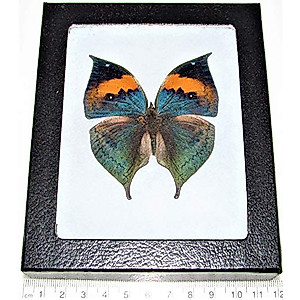 BicBugs Kallima inachis Blue Yellow Leaf Mimic Butterfly China Framed Real