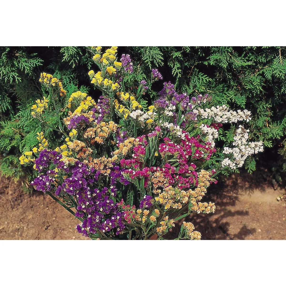CEMEHA SEEDS - Seeds Wavyleaf Sea Lavender Statice Limonium Mix Annual Flowers for Planting