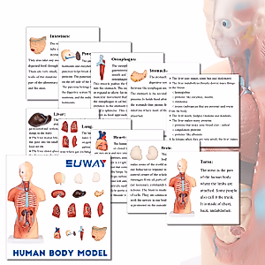 Human Body Model Removable Anatomy Model Teaching Medical Education 15 Parts Human Torso Organs Model