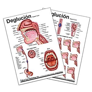 Blue Tree Publishing Swallowing anatomy education (A4 laminated chart (Spanish))