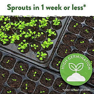 7 Cabbage Seeds for Planting - 2000+ Heirloom & Non-GMO Seeds - Golden Acre, Bok Choy, Savoy, Michihili, Red Acre, Copenhagen Market, Jersey Wakefield Cabbages - Garden Vegetable Lettuce Seeds