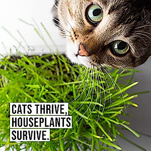 The Cat Ladies 100% Organic Cat Grass Seed (Non GMO)