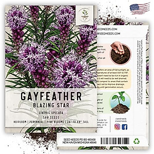 Seed Needs, Gayfeather Seeds - 500 Heirloom Seeds for Planting Liatris spicata - Perennial, Open Pollinated Wildflowers That Attracts Pollinators to The Garden (1 Pack)