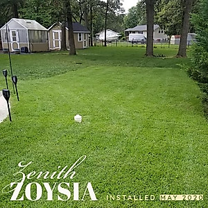 Zoysia Sod Slab for Plugs