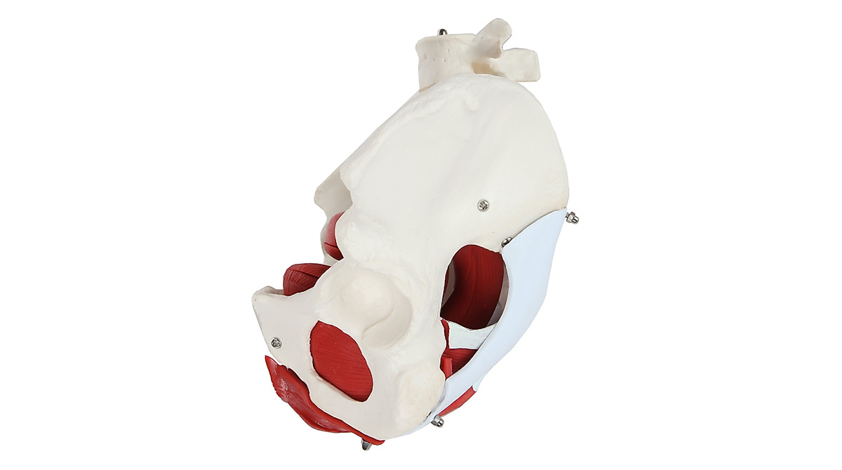 Female Pelvis Anatomy Model - Life-Size with Removable Organs | Axis ...