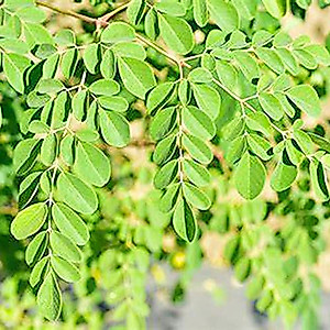 QAUZUY GARDEN 50 Moringa Plant Seeds Premium Horseradish Tree Miracle Tree Seeds - Fast-Growing & Drought Tolerant - Perennial Tropical Exotic Tree Seeds