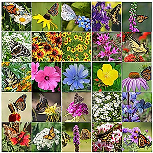 Perennial Wildflower Seeds Package with 25 Different Varieties 100,000 Seeds, Hummingbird and Butterfly Garden Seeds, Popular Perennial Flower Seeds, Non-GMO Wildflower Seeds Mix for Your Garden