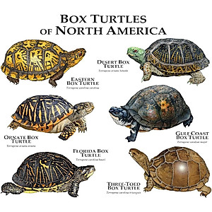 CafePress Box Turtles Of North America Mug Ceramic Coffee Mug, Tea Cup 11 oz