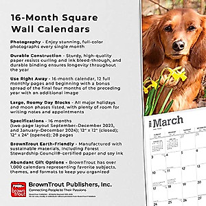 Miniature Dachshunds | 2024 12 x 24 Inch Monthly Square Wall Calendar | BrownTrout | Animals Small Dog Breeds