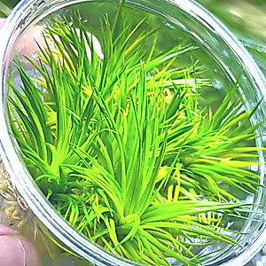 Greenpro | Polaris Eriocaulon Cinerum Tissue Culture Live Aquarium Plants Midground for Fish Tank Decoration