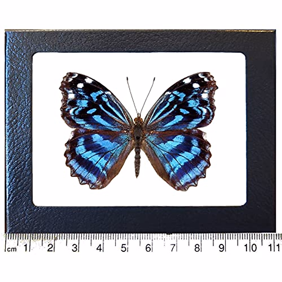 BicBugs Myscelia ethusa Blue Purple Butterfly Costa Rica Framed