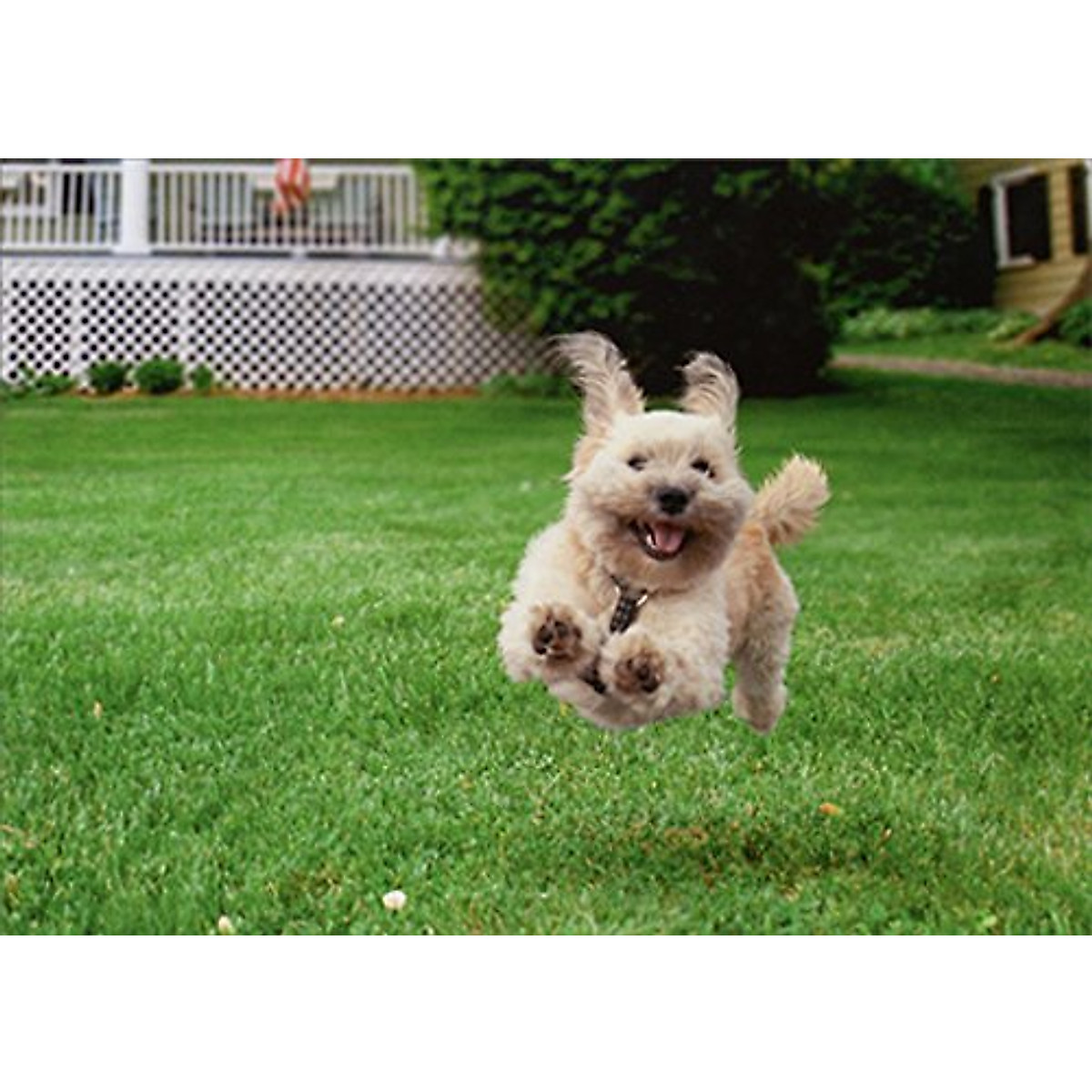 Running Dog Funny Birthday Card