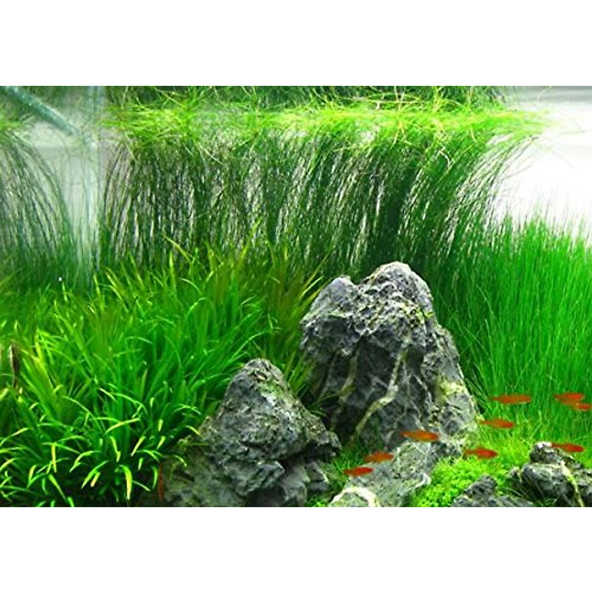 Mainam Giant Hairgrass | Eleocharis Vivipara Bundle Live Aquarium Plant for Freshwater Fish Tank Decoration 3 Days Live Guaranteed