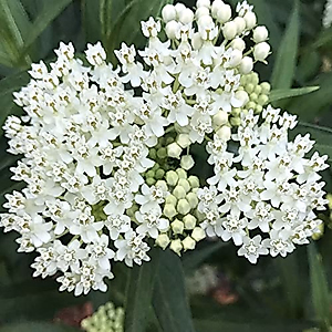 800+ Milkweed Seeds for Monarch Butterflies Heirloom Non-GMO Untreated, Butterfly Milkweed Seeds for Planting Home Garden