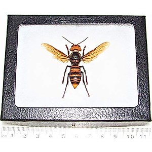 BicBugs Vespa mandarinia wasp Murder Hornet Japan Framed Real