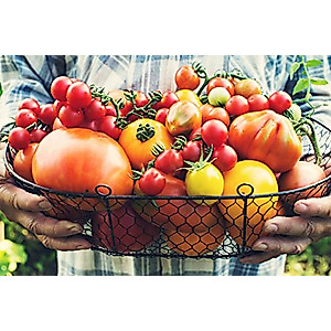 300+ Tomatoes Seeds for Planting, 6 Variety Pack Heirloom Non-GMO Small Cherry Tomato, Golden Jubilee, Black Tomato, Yellow Pear, Roma Tomato, Beefsteak Slicing Tomato