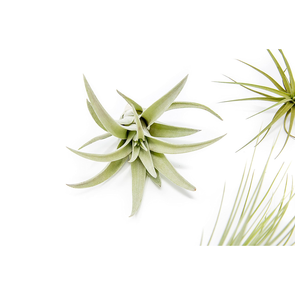5 Pack of Classic Air Plants Variety - Live Succulent House Plants - Available in Wholesale and Bulk - Home and Garden Decor - Easy Care Indoor and Outdoor Plants
