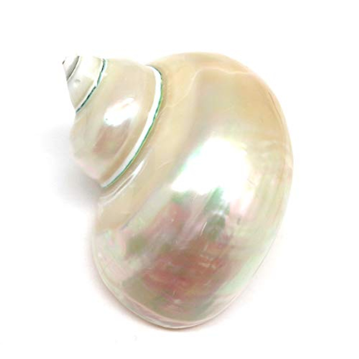 PEPPERLONELY 1 PC Polished White Jade Turbo Sea Shell, Hermit Crab Sea Shells, 4 Inch ~ 5 Inch