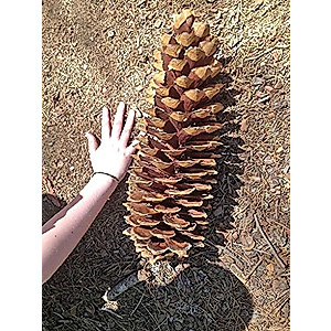 10 Giant Sugar Pine Tree Seeds for Planting - Produces The Largest Pine Cones on The Planet