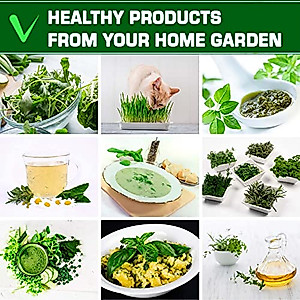 12 Heirloom Culinary and Medicinal Herb Seeds for Planting - Non GMO, and USA Grown - Variety Pack for Indoor, Outdoor and Hydroponic Garden - Сhives, Cilantro, Dill, Italian Parsley, Basil, and More
